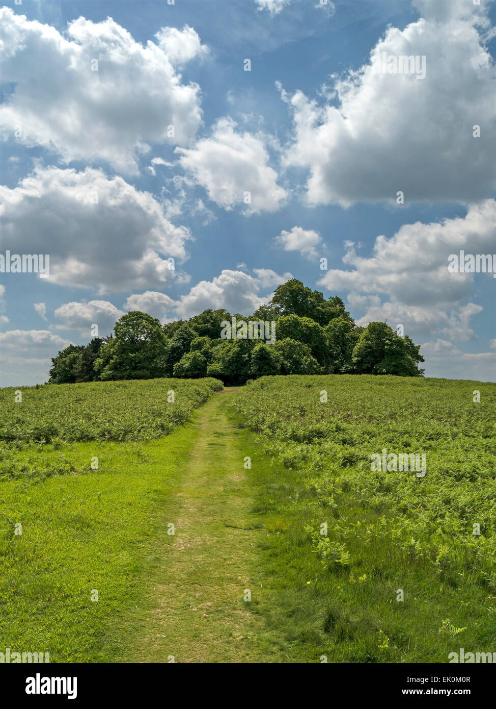 Path to the woods, Bradgate Park, Leicestershire, England, UK Stock ...