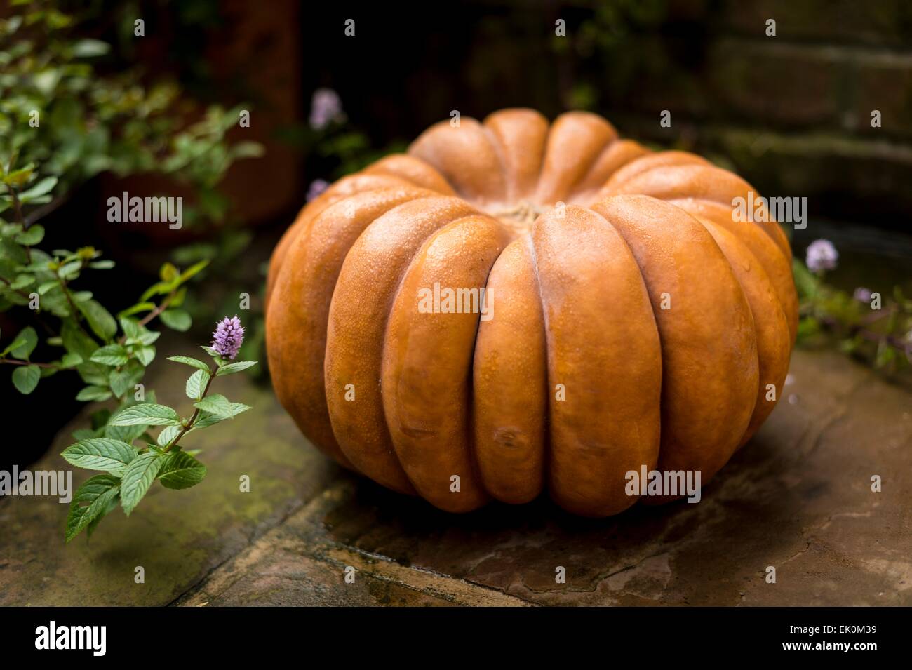 nobody, no one, no-one, healthy eating, fresh, food, food and drink ...