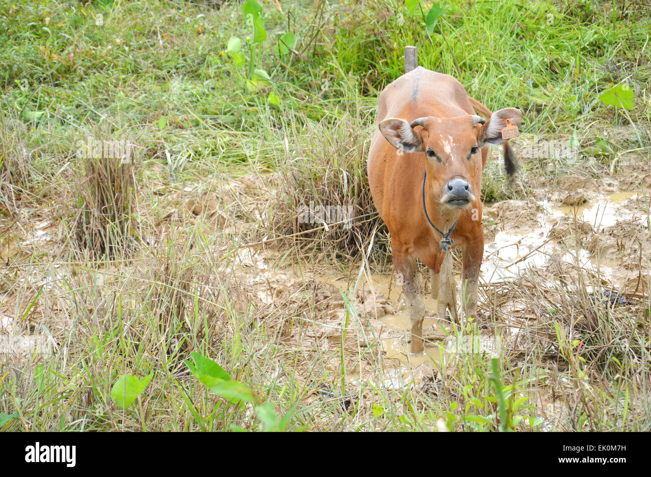 a cow in cattle breeding Stock Photo - Alamy