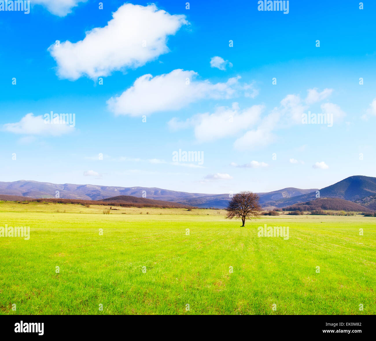 tree in the field Stock Photo - Alamy