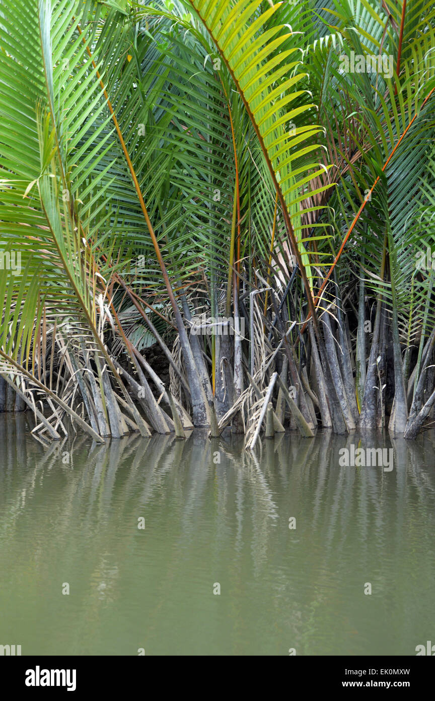 Nypah Palm High Resolution Stock Photography and Images - Alamy