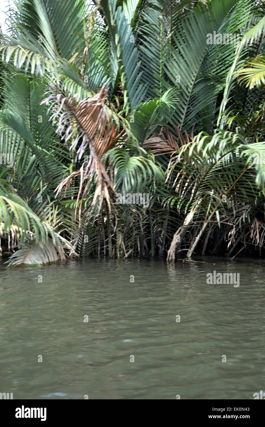 Nypah palm hi-res stock photography and images - Alamy