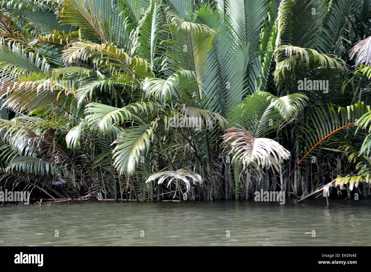 Nypah palm hi-res stock photography and images - Alamy