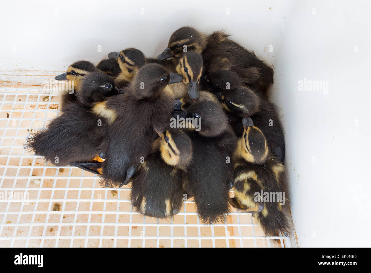 Orphaned ducklings hi-res stock photography and images - Alamy