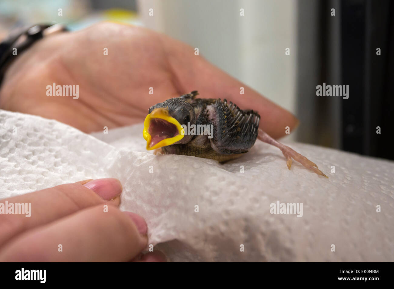 Orphaned baby bird in Secret World wildlife sanctuary, Somerset, UK ...