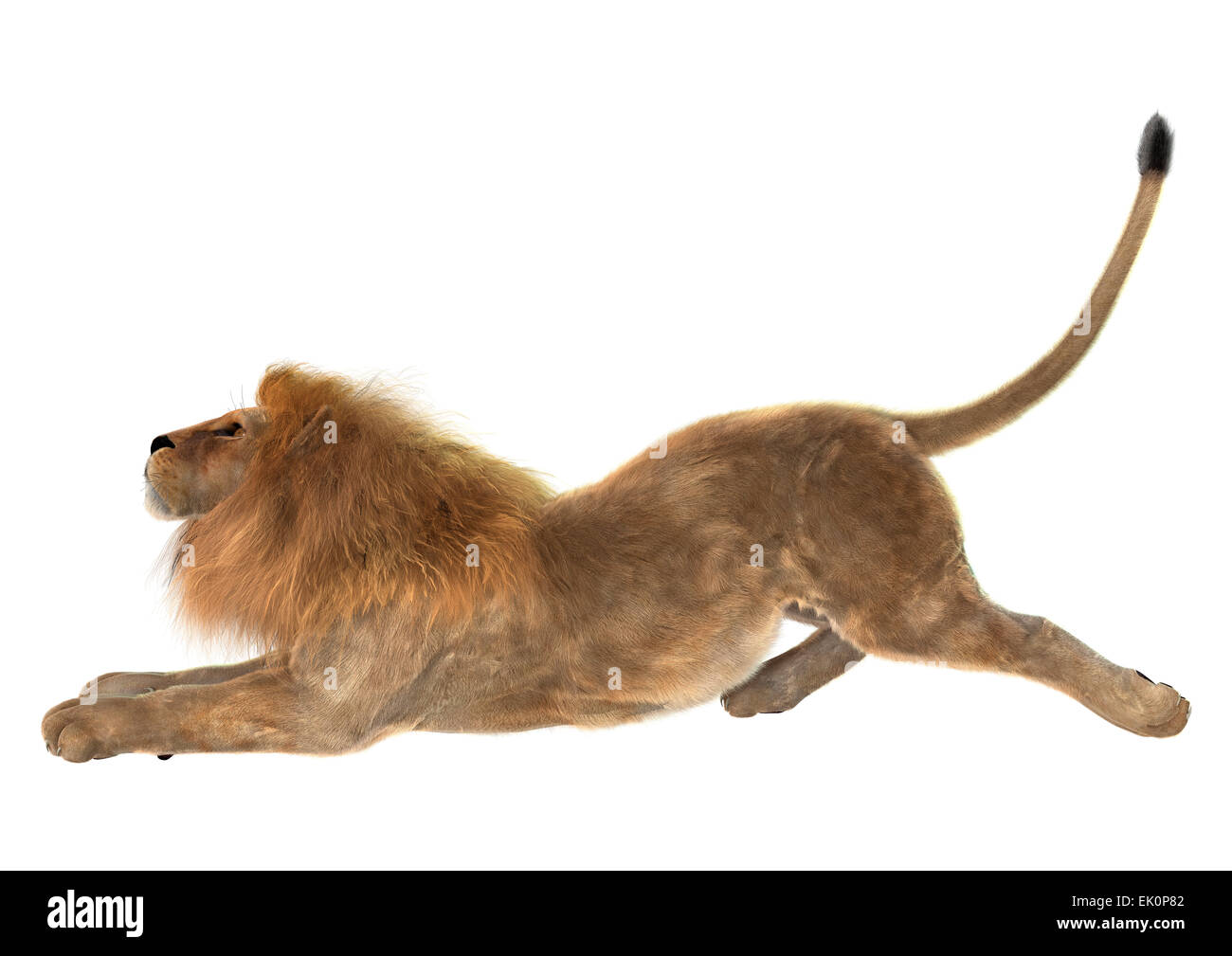 3D digital render of a stretching male lion isolated on white ...