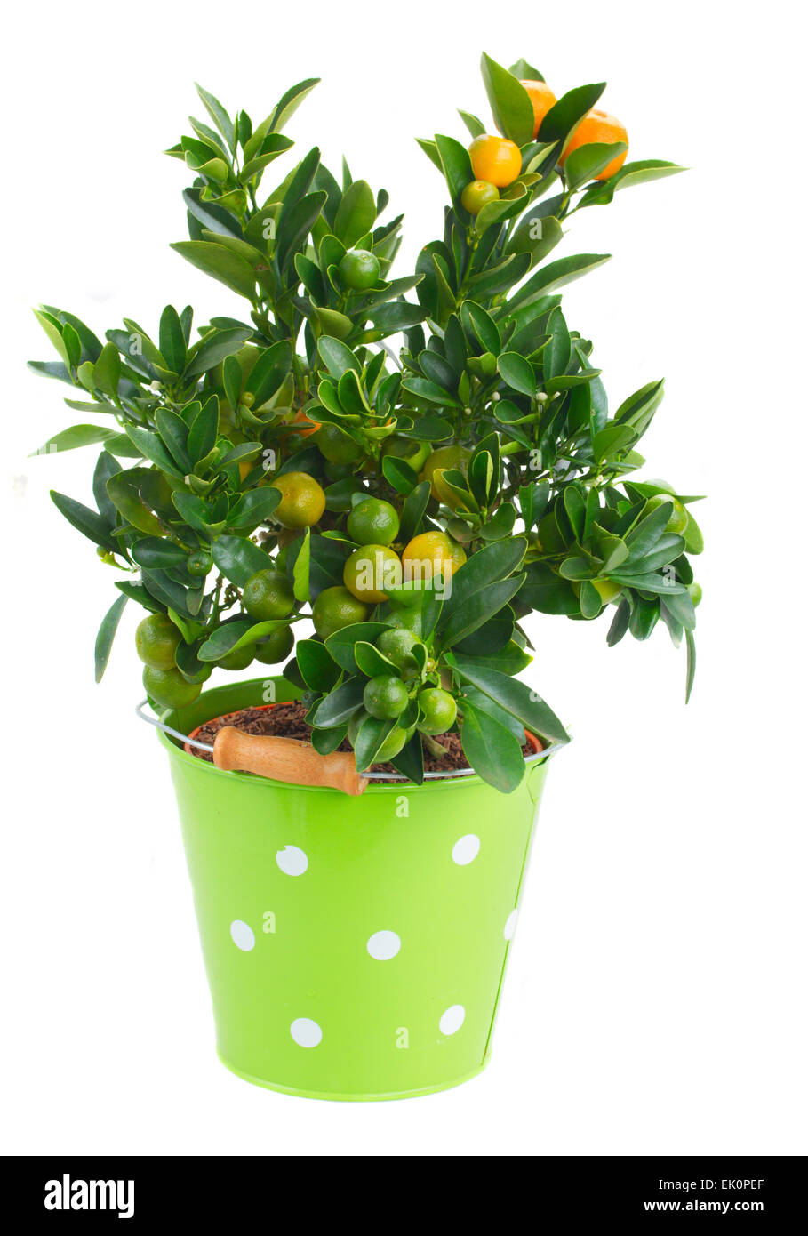 Citrus mandarin tree plant Cut Out Stock Images & Pictures - Alamy