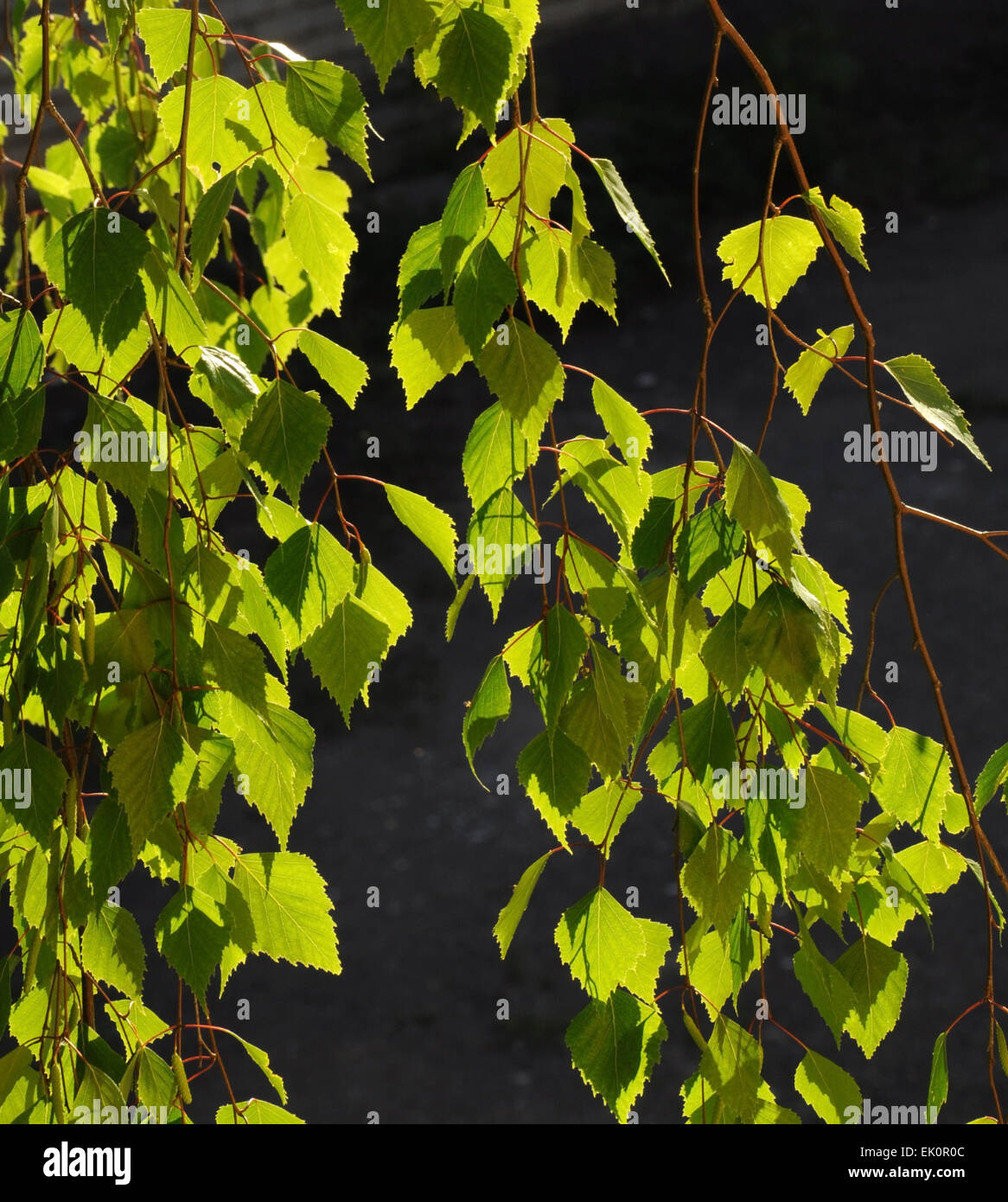 The branches of a birch close-up Stock Photo - Alamy