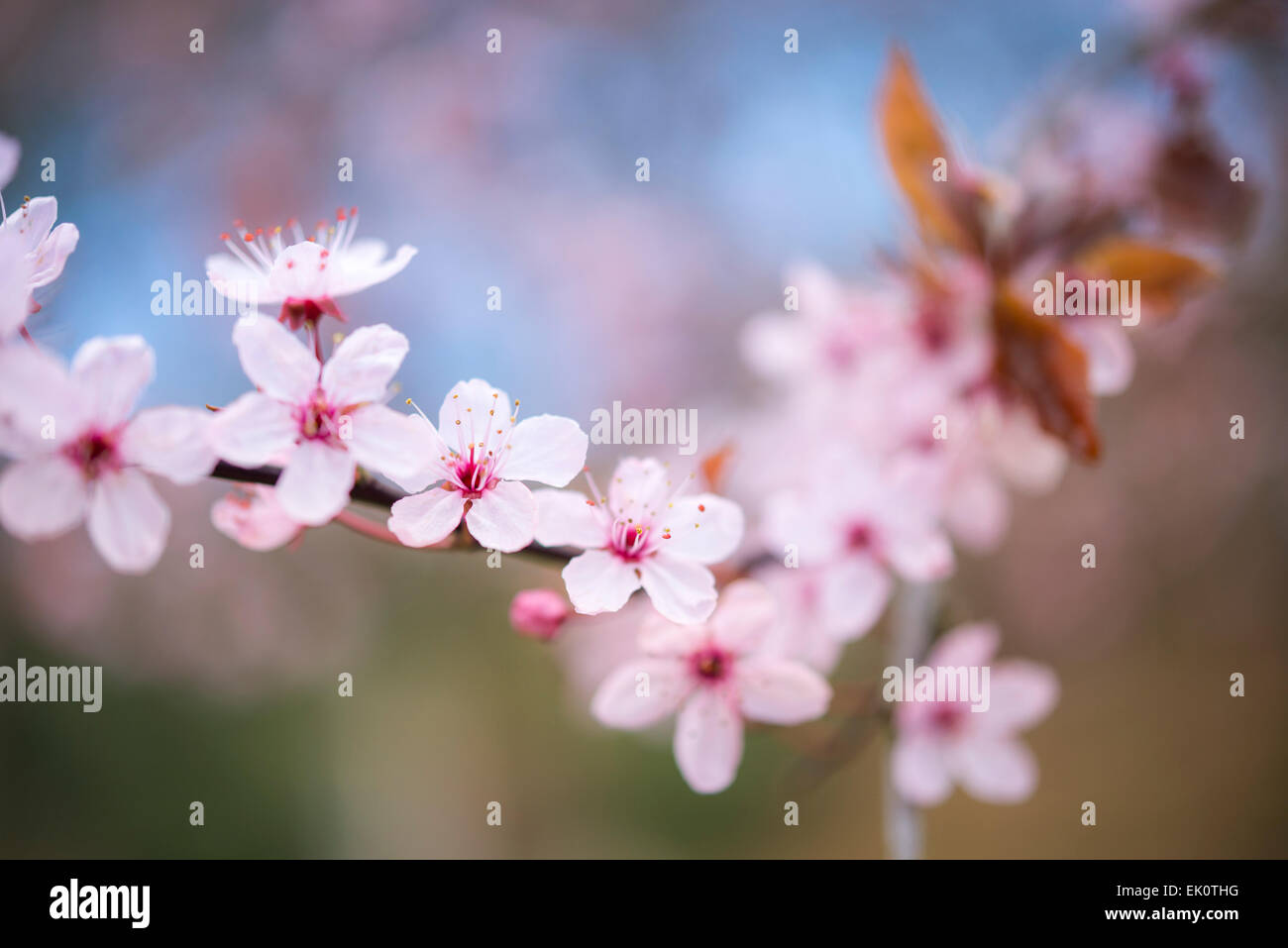 A branch of pink cherry blossom (Prunus) in an English garden in spring ...