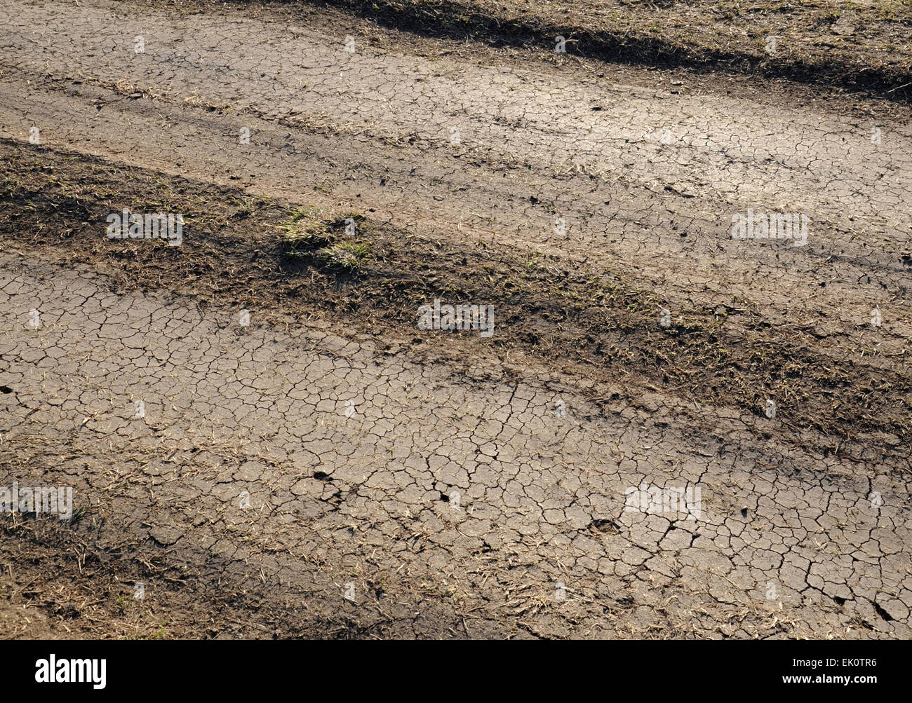 Dried dirt road in the spring Stock Photo - Alamy