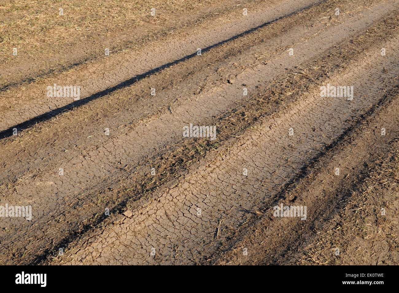 Dried dirt road in the spring Stock Photo - Alamy
