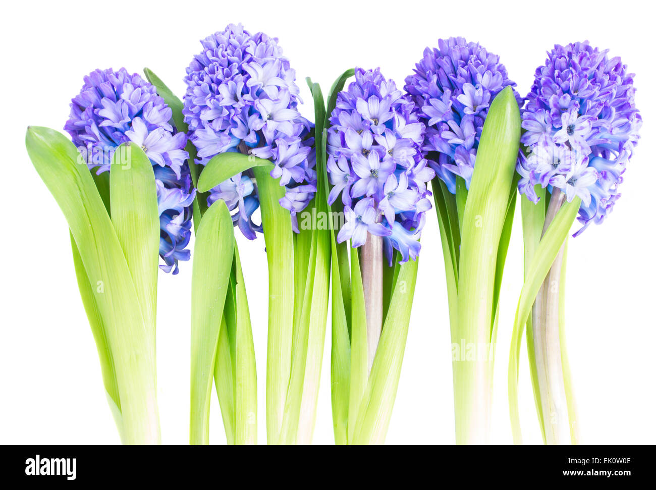 Blue hyacinth Stock Photo - Alamy