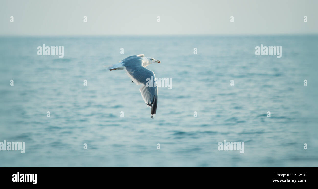 Fly bird hi-res stock photography and images - Alamy