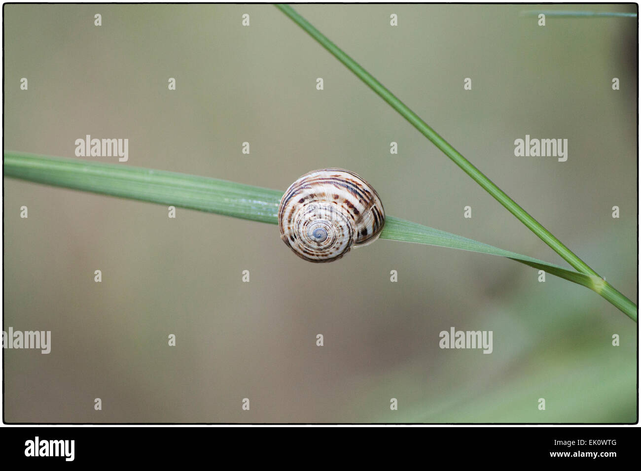 Snails tentacles hi-res stock photography and images - Alamy