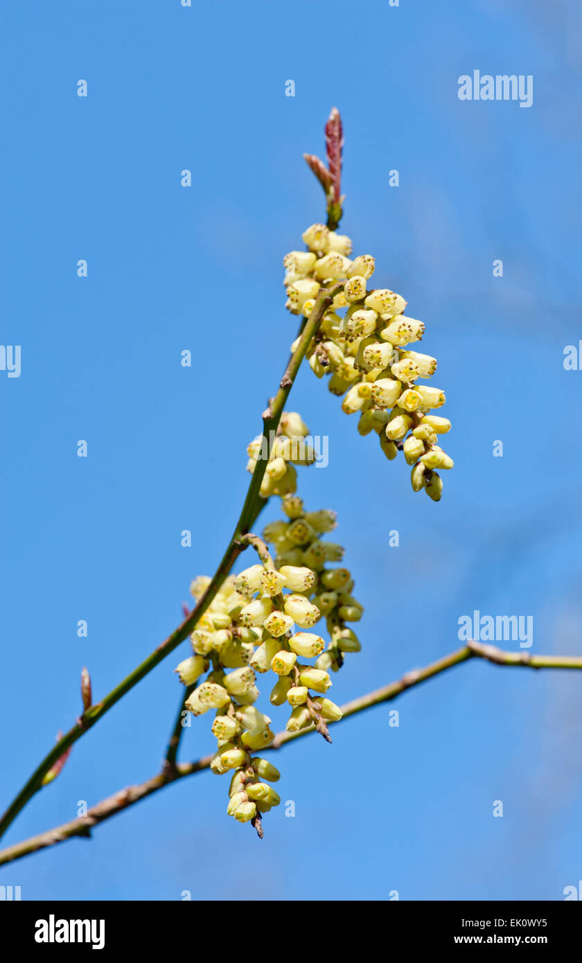 Stachyurus praecox, Spiketail, flowering tree on a blue sky Stock Photo ...