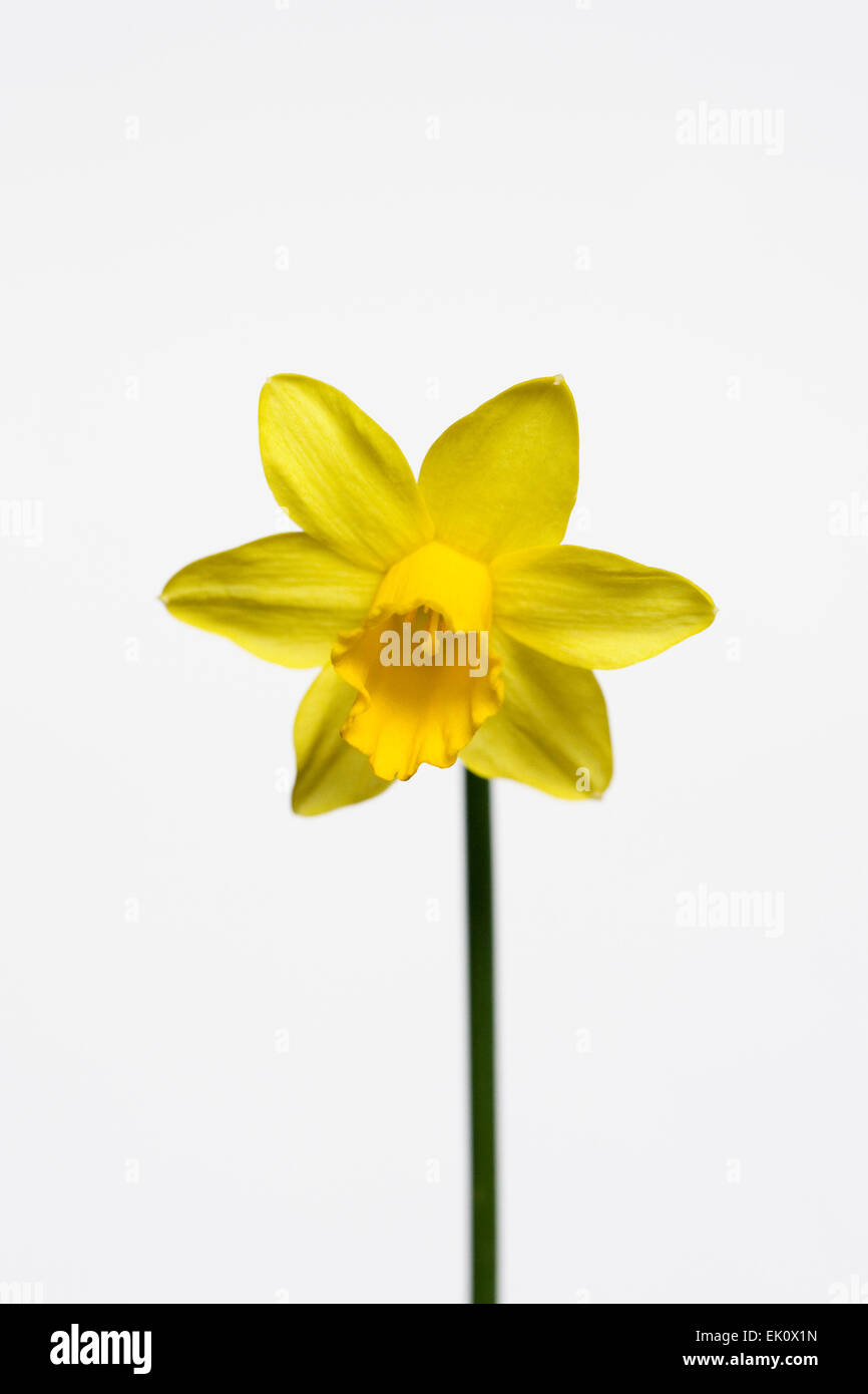 Single miniature daffodils against a white background Stock Photo - Alamy