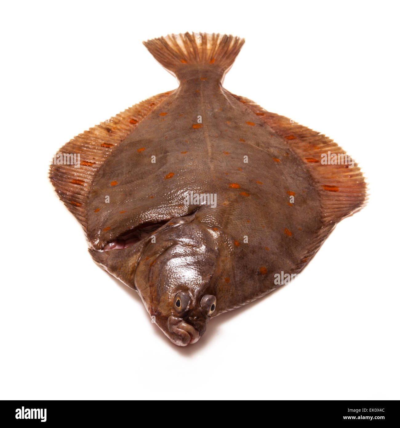 Whole Plaice flatfish isolated on a white studio background Stock Photo ...
