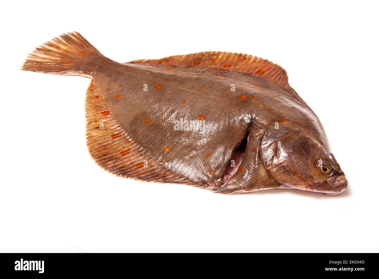 Whole Plaice flatfish isolated on a white studio background Stock Photo ...