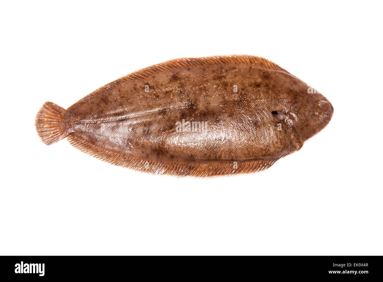 Dover sole (Solea solea) fish whole isolated on a white studio ...