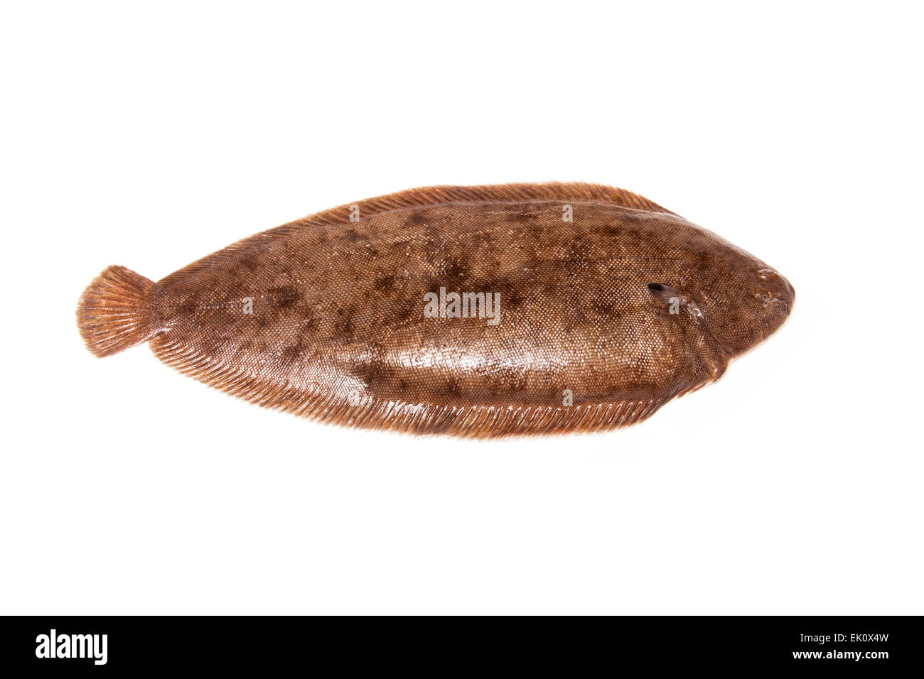 Dover sole (Solea solea) fish whole isolated on a white studio ...