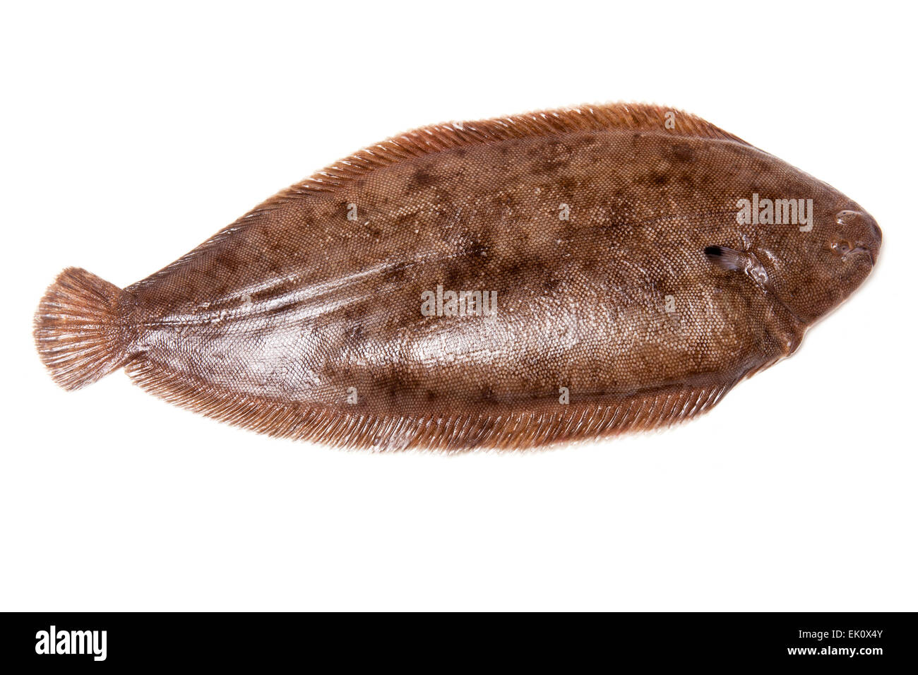 Dover sole (Solea solea) fish whole isolated on a white studio ...