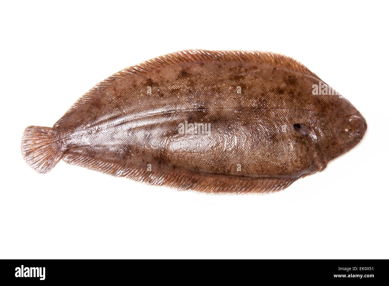 Dover sole (Solea solea) fish whole isolated on a white studio ...