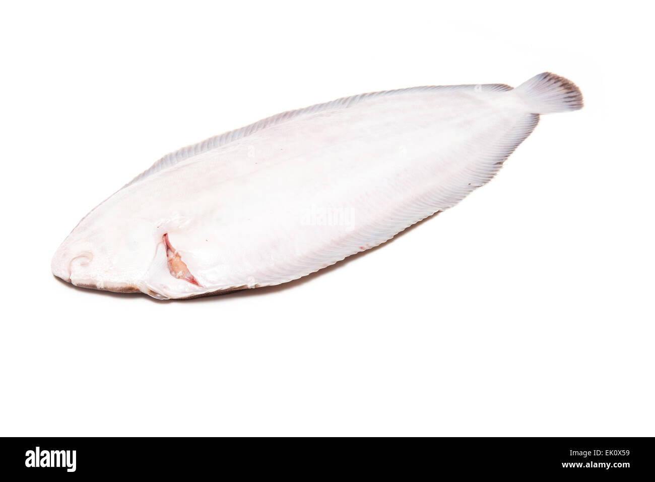 Dover sole (Solea solea) fish whole isolated on a white studio ...