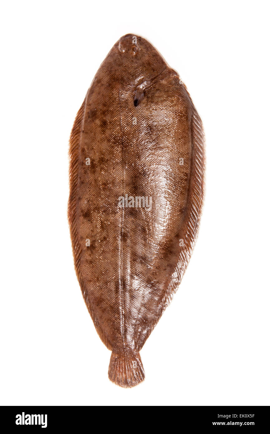 Dover sole (Solea solea) fish whole isolated on a white studio ...