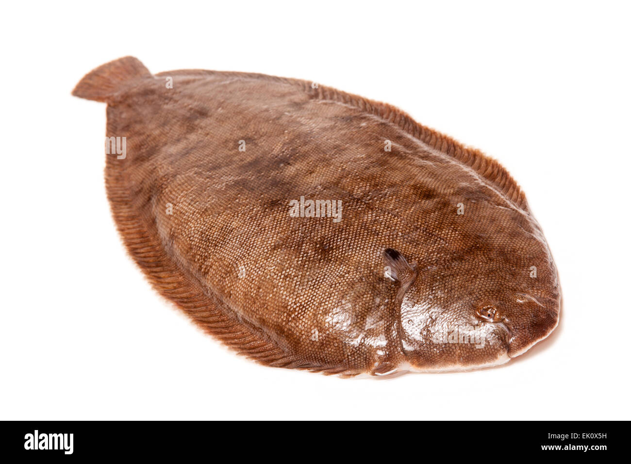 British saltwater fish hi-res stock photography and images - Alamy