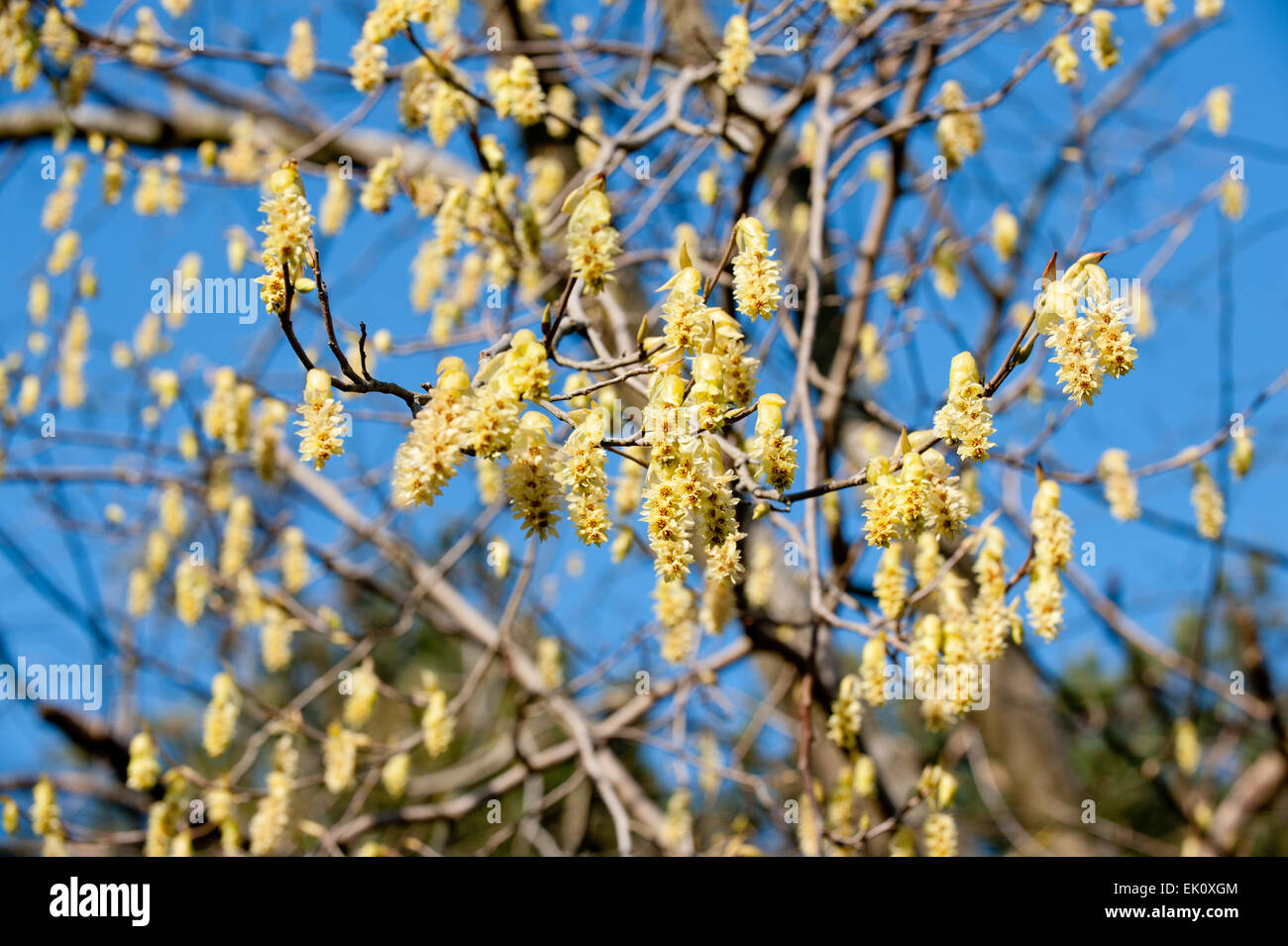Stachyurus praecox, Spiketail, flowering tree on a blue sky Stock Photo ...