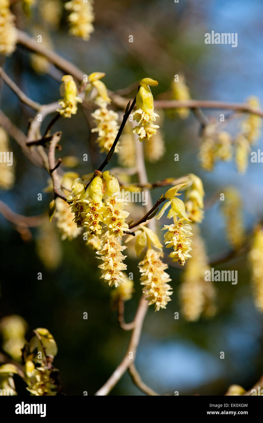 Stachyurus praecox, Spiketail, flowering tree in the garden Stock Photo ...