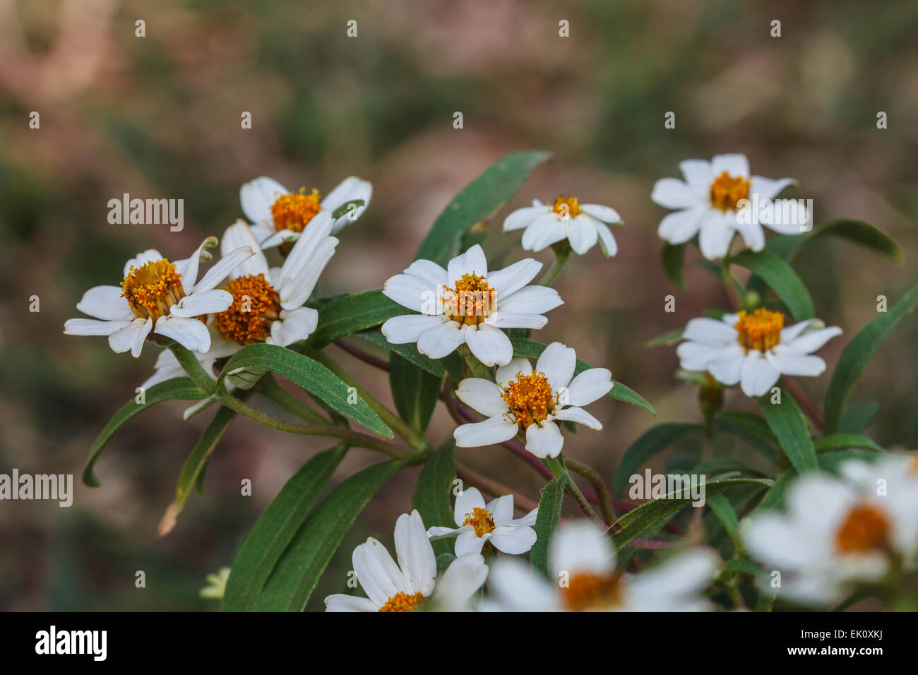 beautiful wild flower in forest, nature background Stock Photo - Alamy