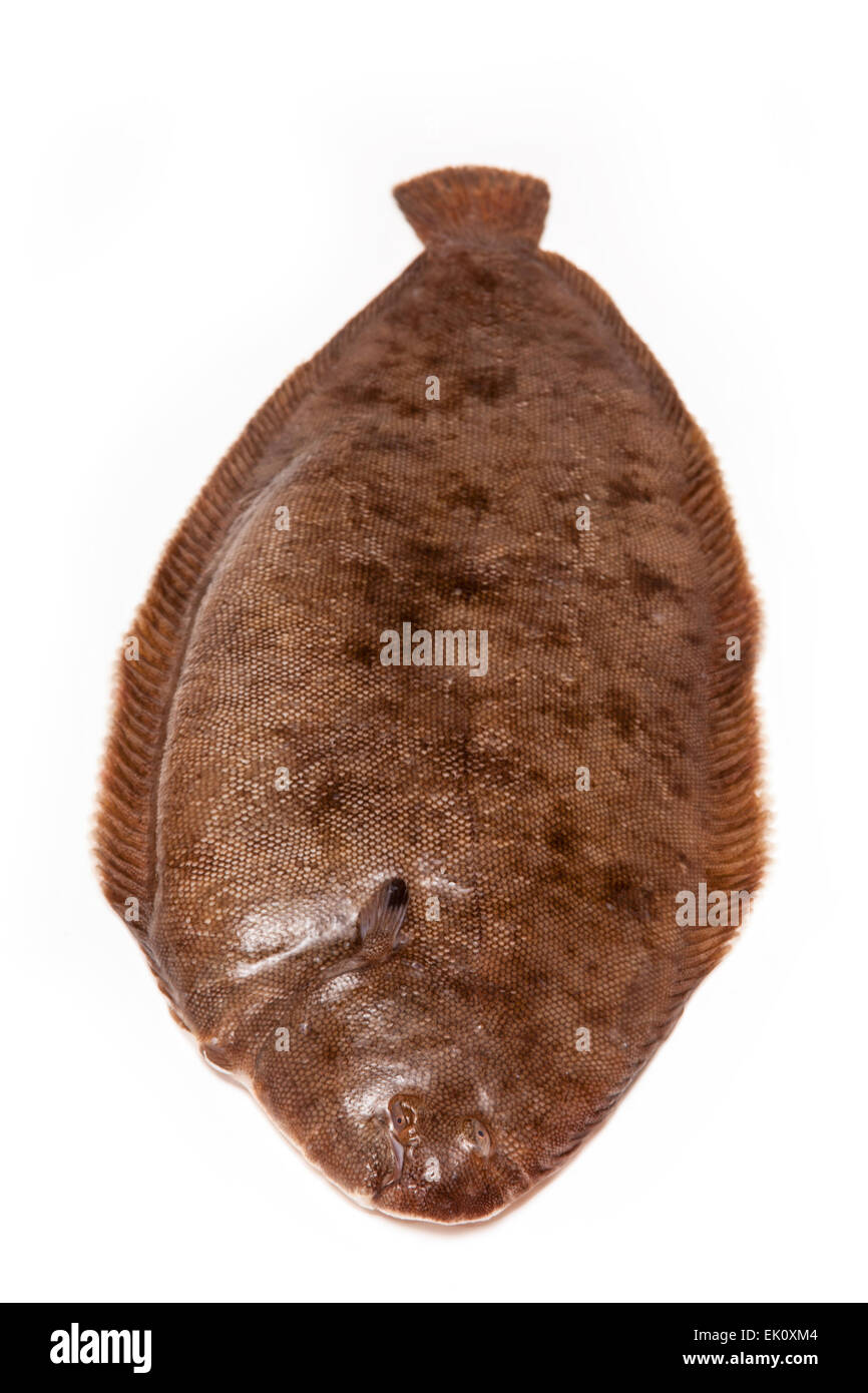 Dover sole (Solea solea) fish whole isolated on a white studio ...