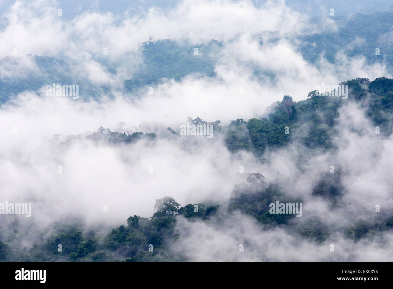 Pang Sida National Park in early morning mist, Dong Phayayen-Khao Yai ...