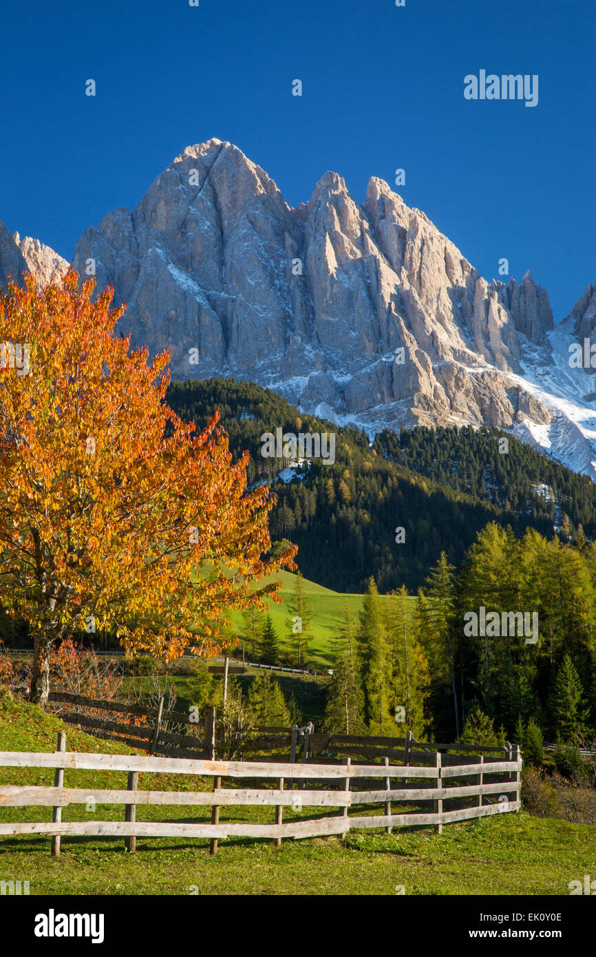 Autumn view below the Geisler Spitzen, Dolomites, Val di Funes ...