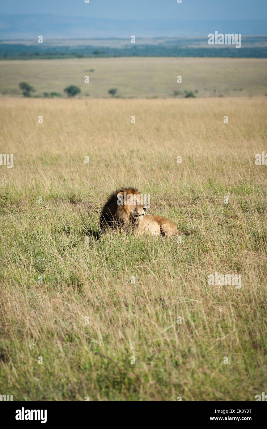 Lion in the savanna of Africa Stock Photo - Alamy