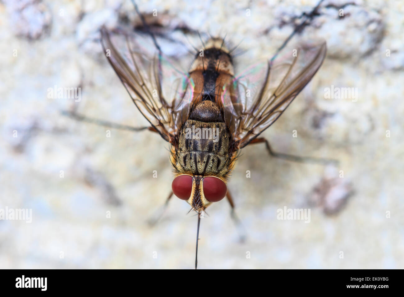 close up Blow fly, carrion fly, bluebottles, greenbottles, or cluster ...