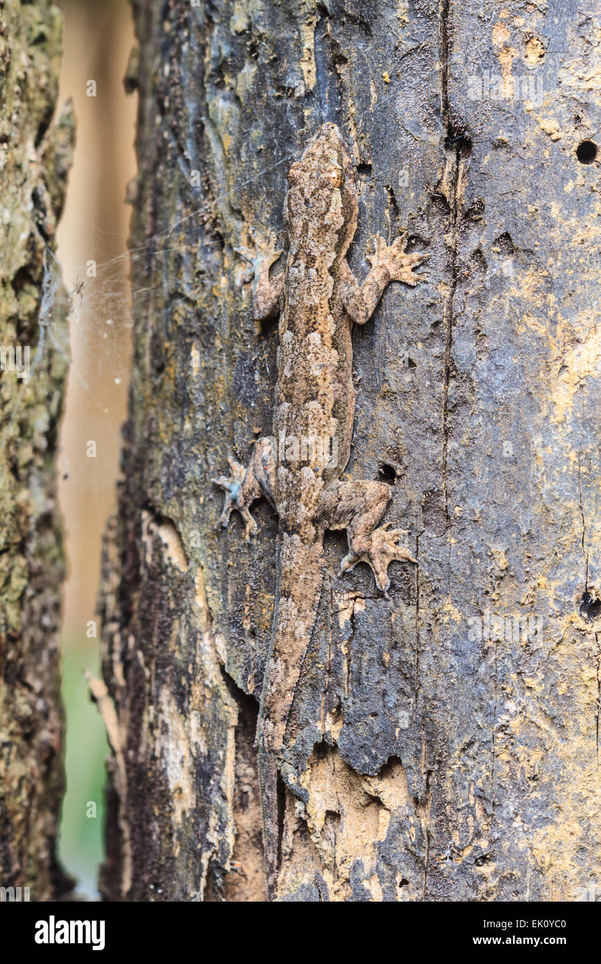 close up House small lizard on the tree Stock Photo - Alamy