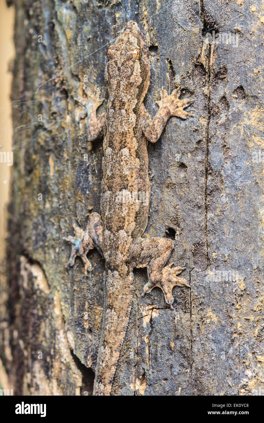 Chinese lizard tail hi-res stock photography and images - Alamy
