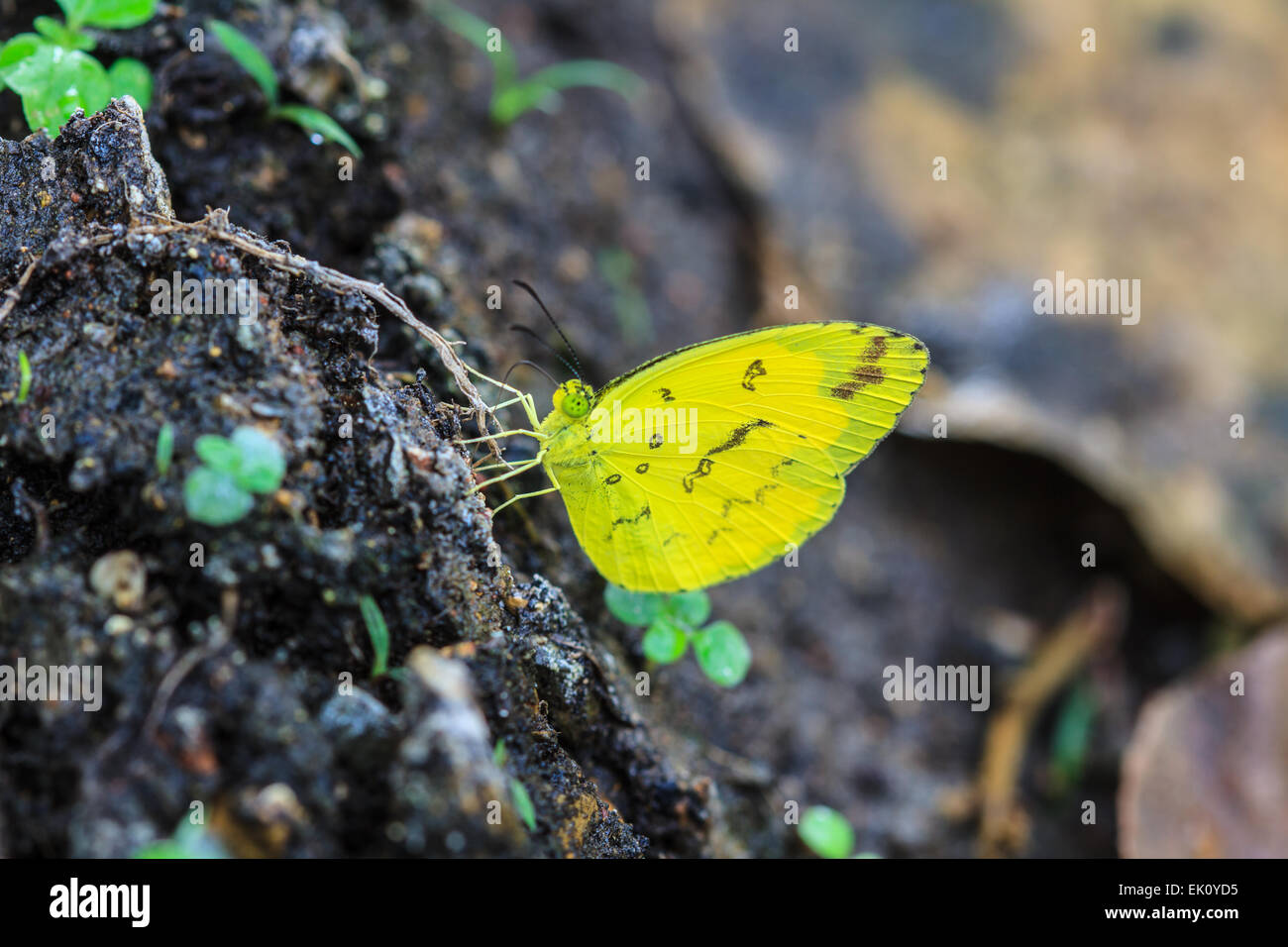 Beautiful Butterfly on ground in a forest Stock Photo - Alamy