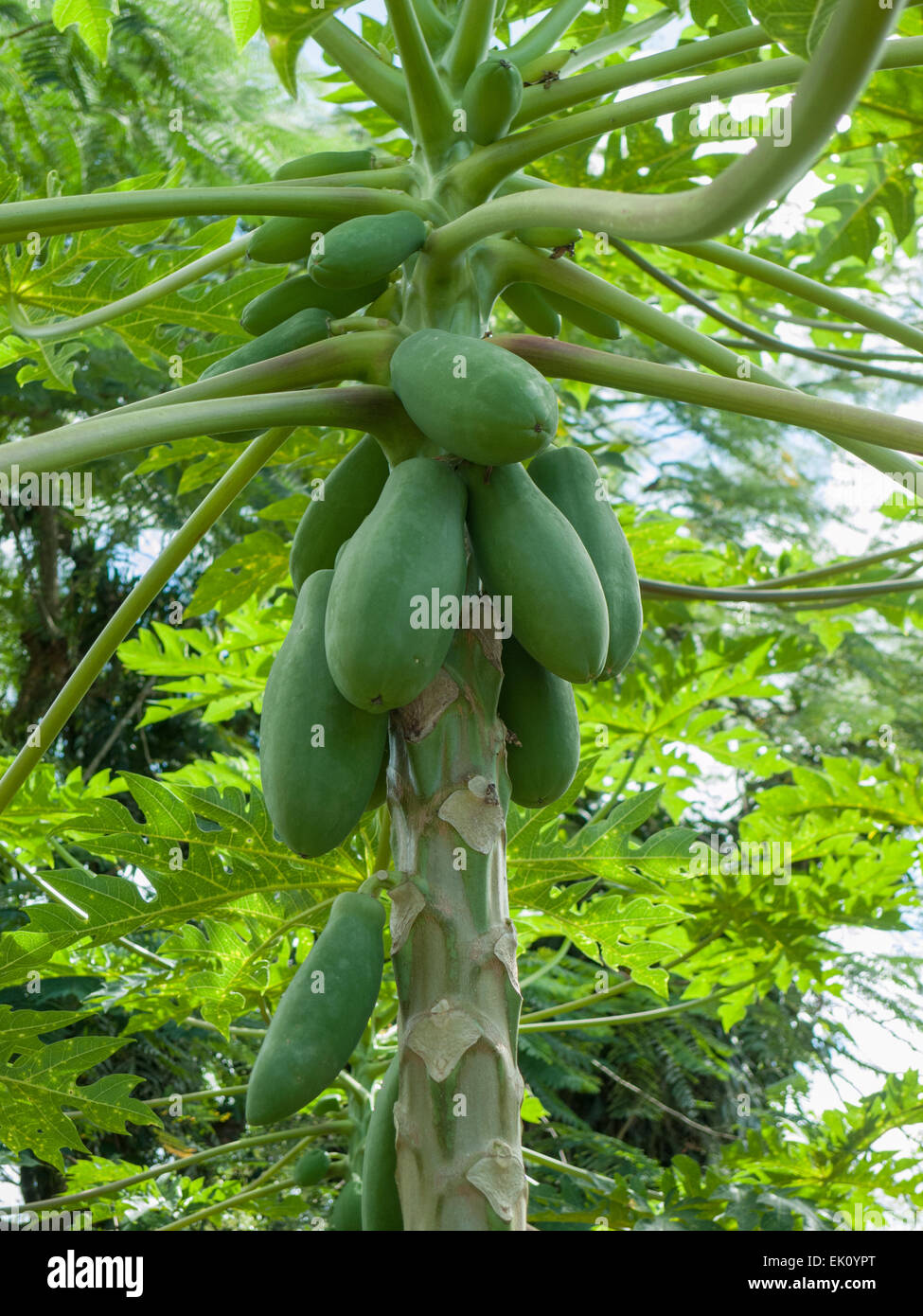 Fruit plants hi-res stock photography and images - Alamy