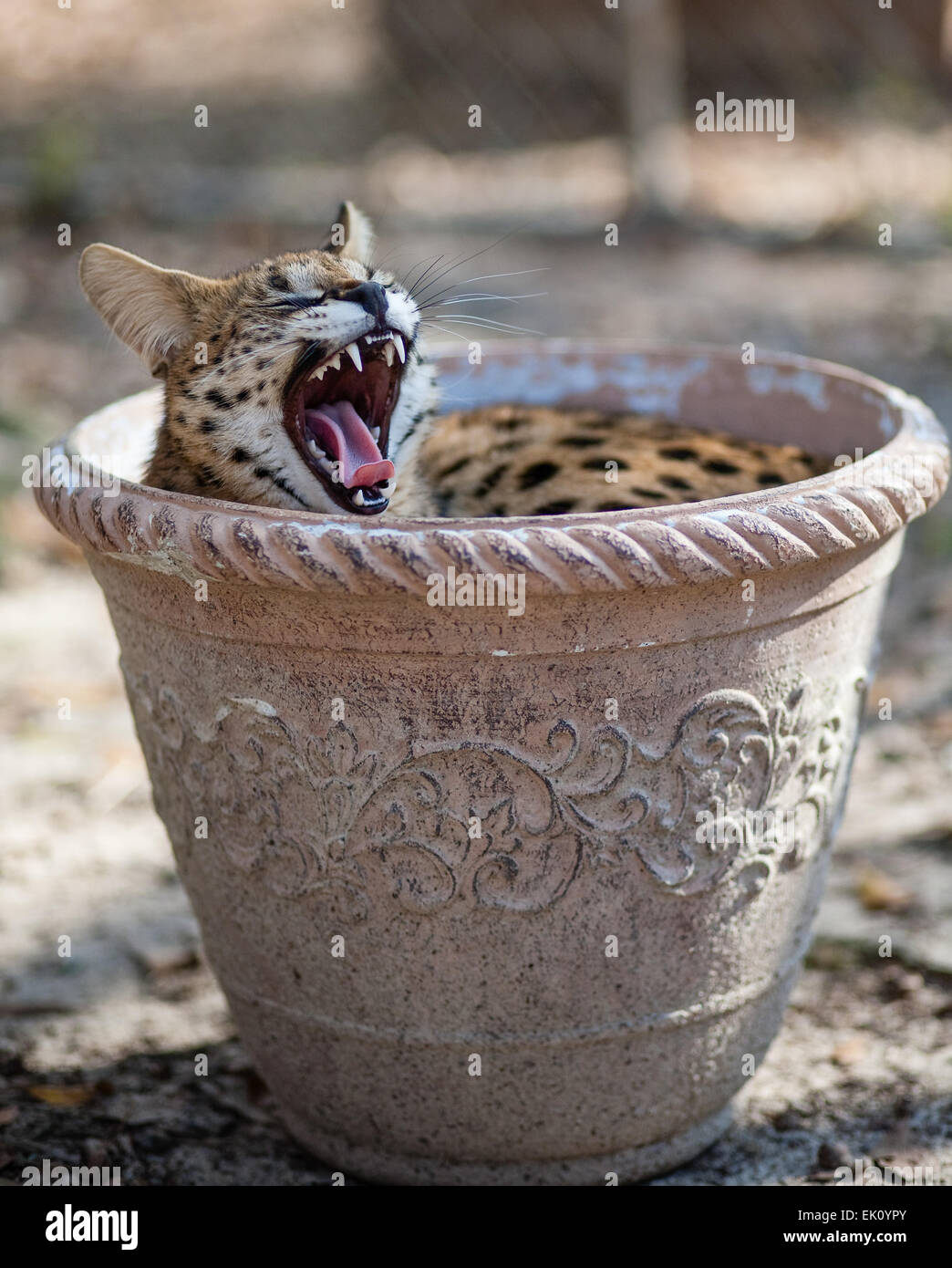 Captive African cat Serval yawning in a flower pot Stock Photo - Alamy