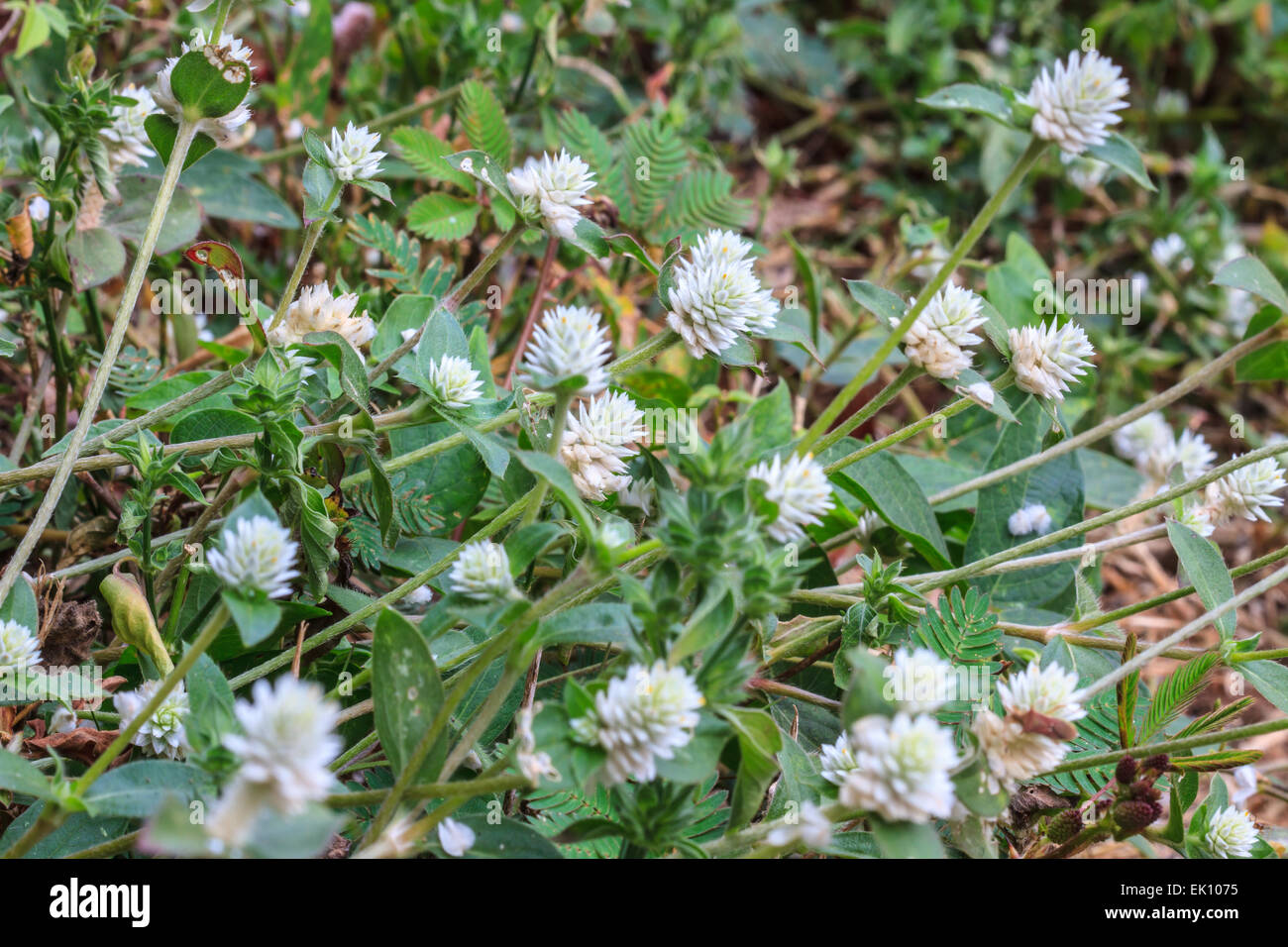 beautiful wild flower in forest, nature background Stock Photo - Alamy