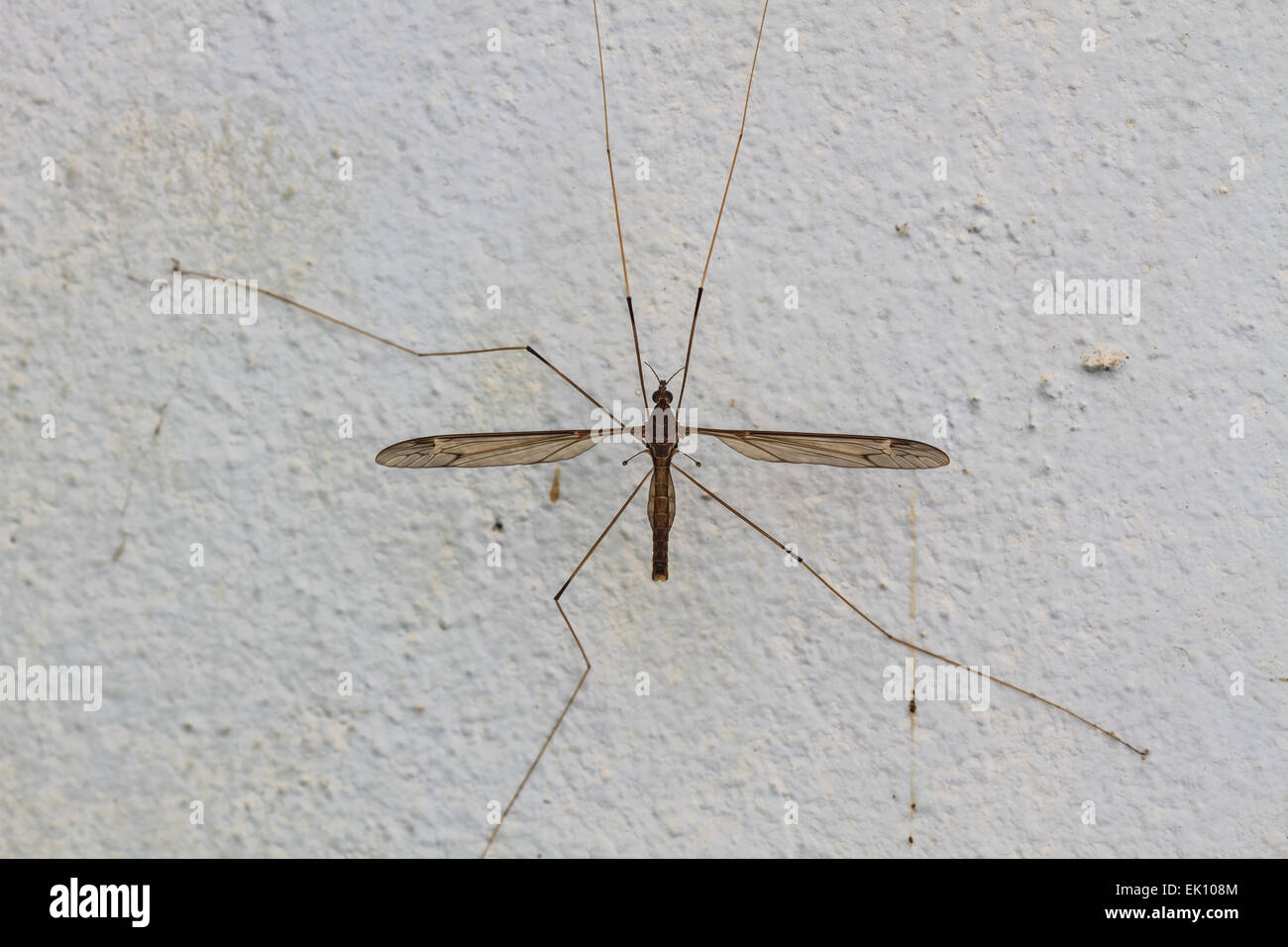 insect daddy longlegs close up in forest Stock Photo - Alamy