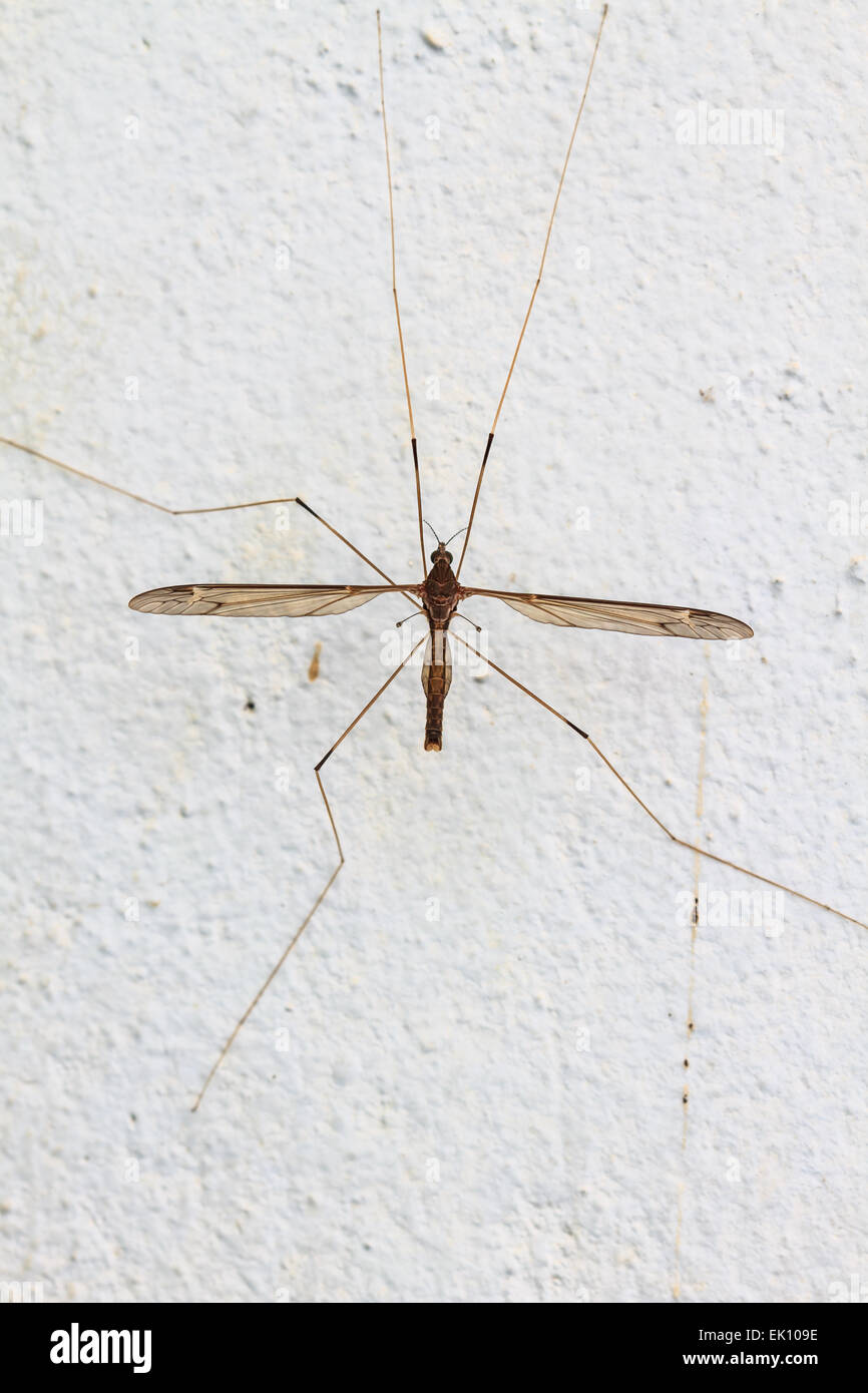 insect daddy longlegs close up in forest Stock Photo - Alamy