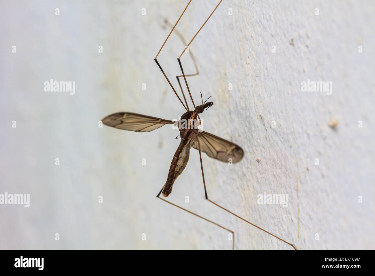 insect daddy longlegs close up in forest Stock Photo - Alamy