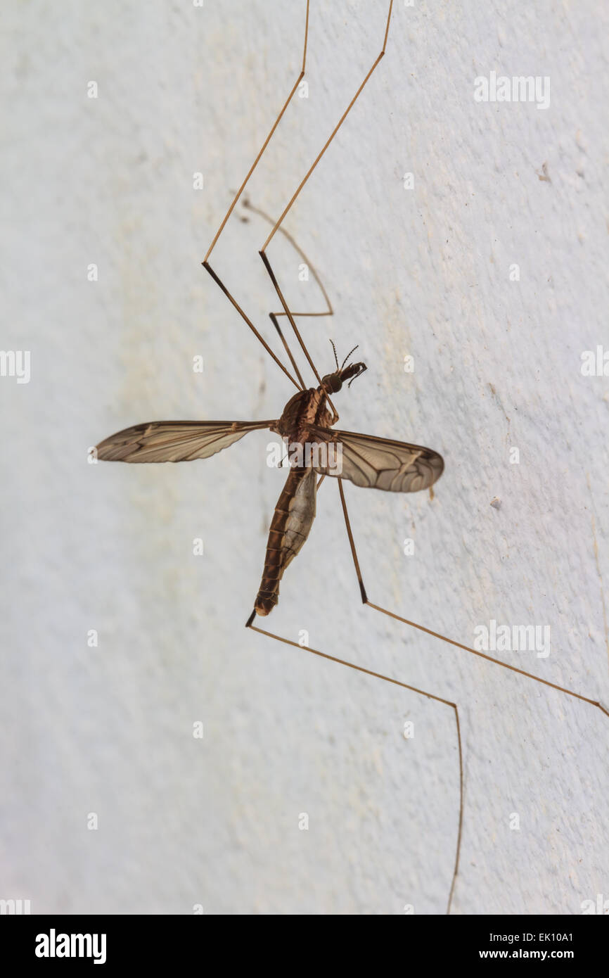 Daddy long legs close up hi-res stock photography and images - Alamy