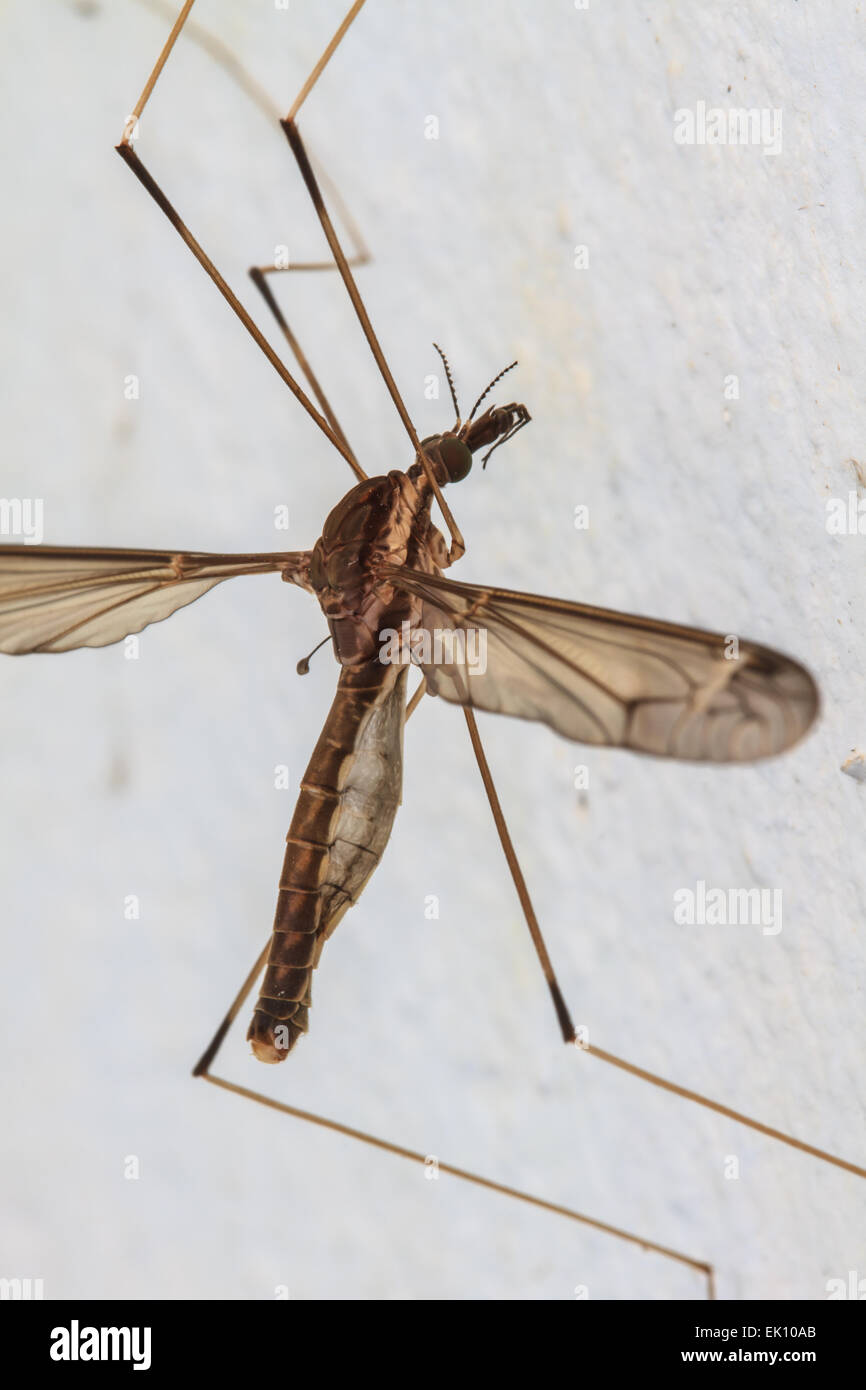 insect daddy longlegs close up in forest Stock Photo - Alamy