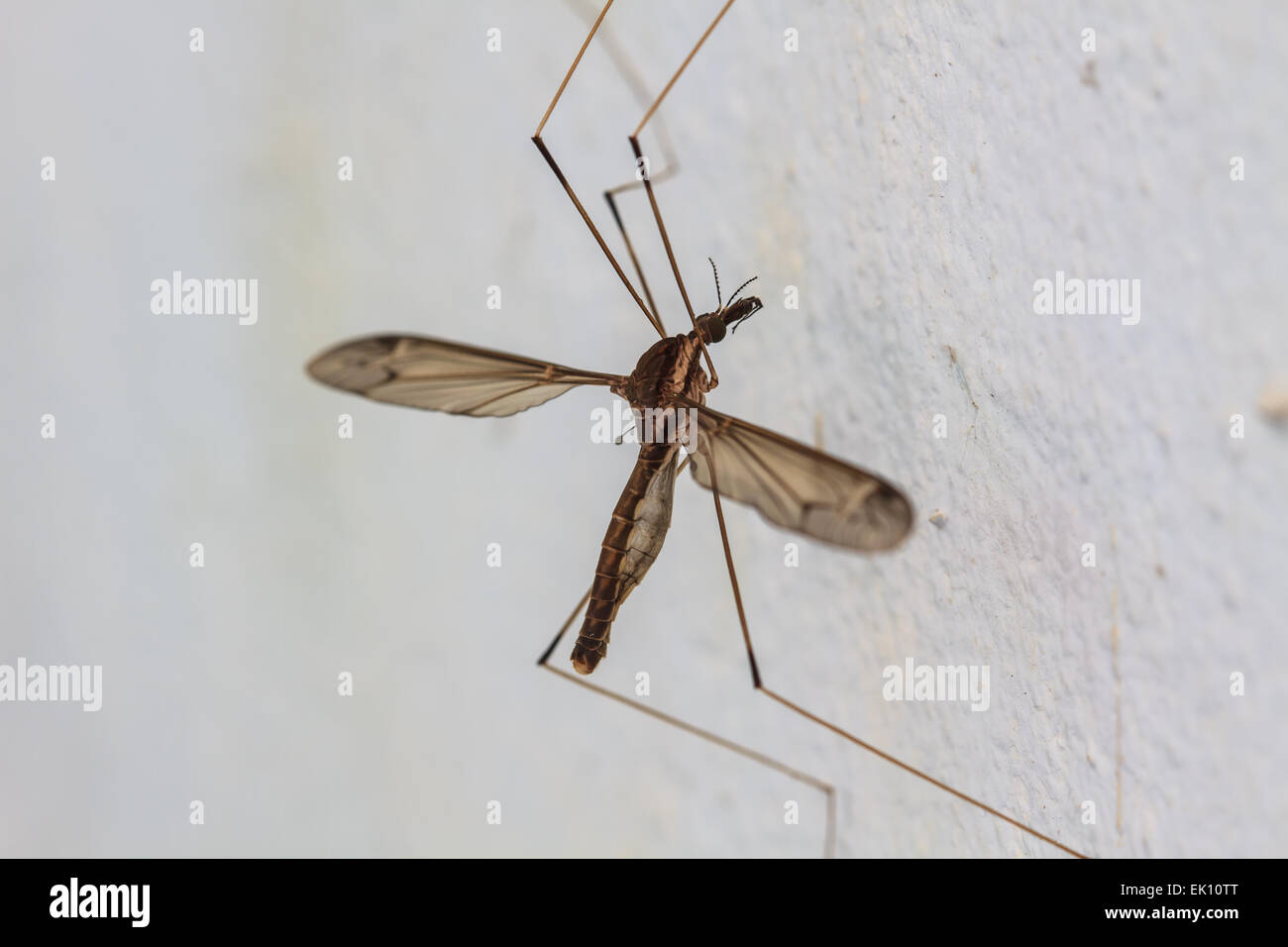 Daddy long legs close up hi-res stock photography and images - Alamy