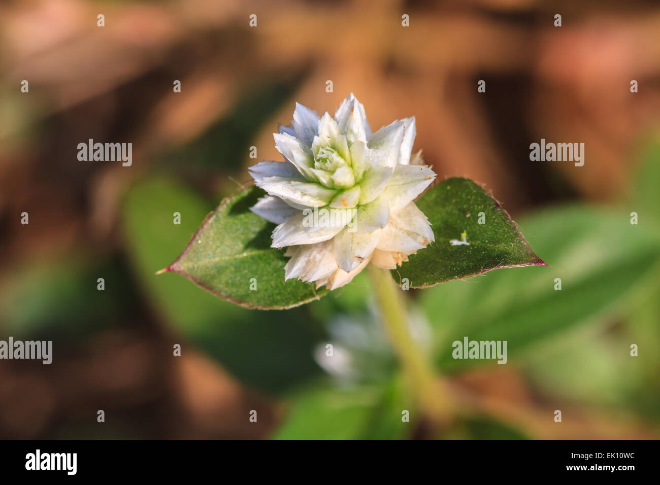 beautiful wild flower in forest, nature background Stock Photo - Alamy